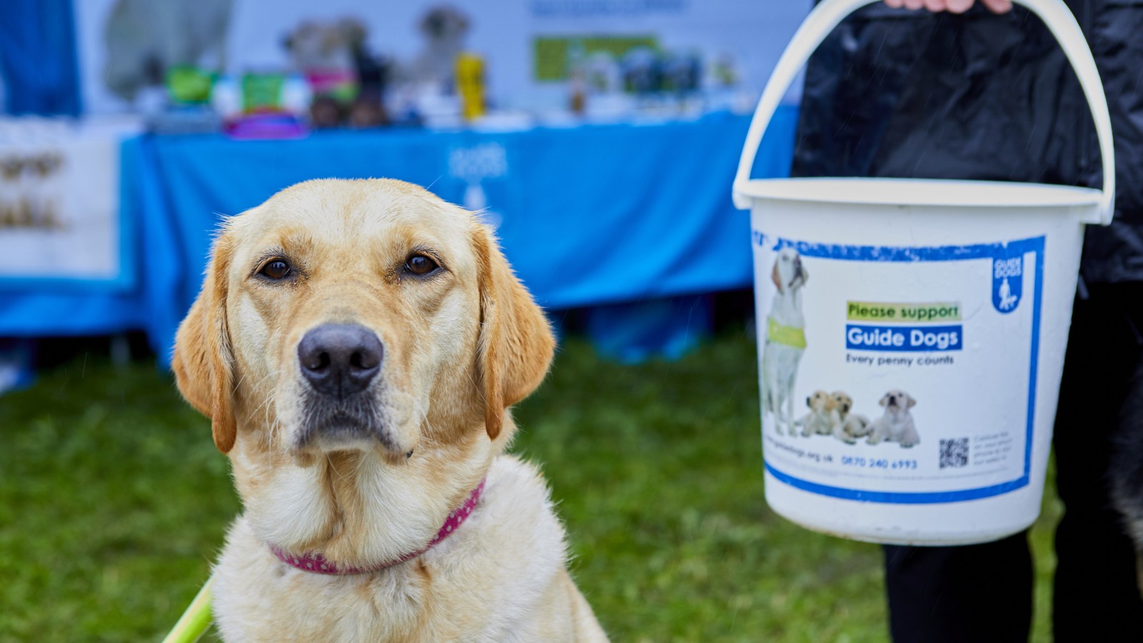 Charity Focus | Guide Dogs Cymru | Swansea